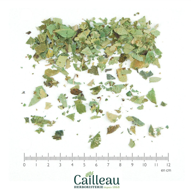 COGNASSIER feuille coupé