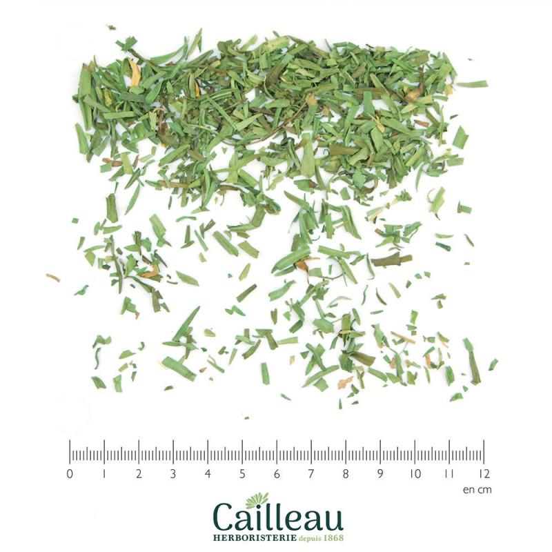 ESTRAGON feuille coupé